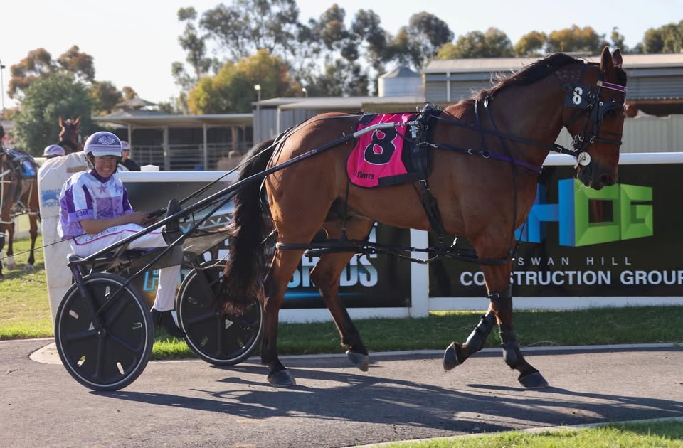 Hopples 101: Quick Fit Guide for Harness Racing Horses – Horse Queened